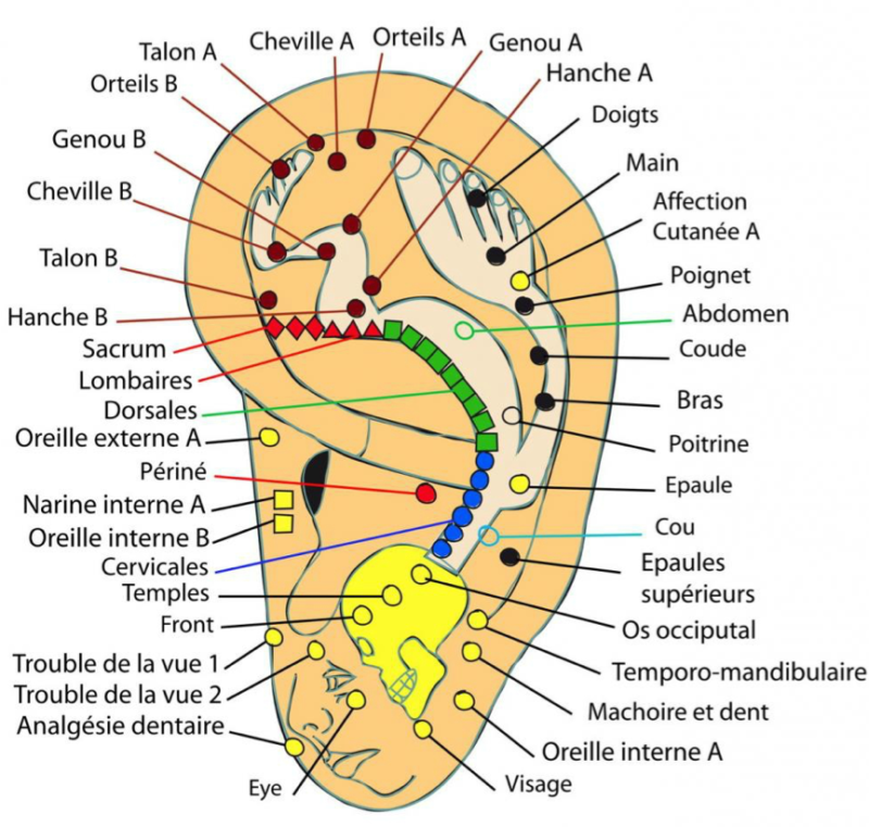 Formations à l'Auriculothérapie